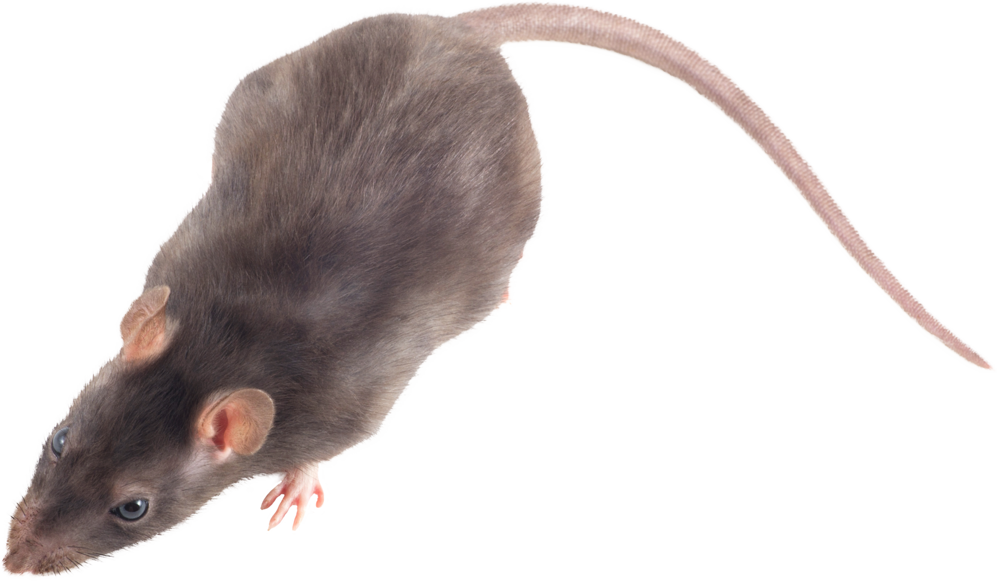 Anti Vektor GmbH – Schädlingsbekämpfung auf höchstem Niveau